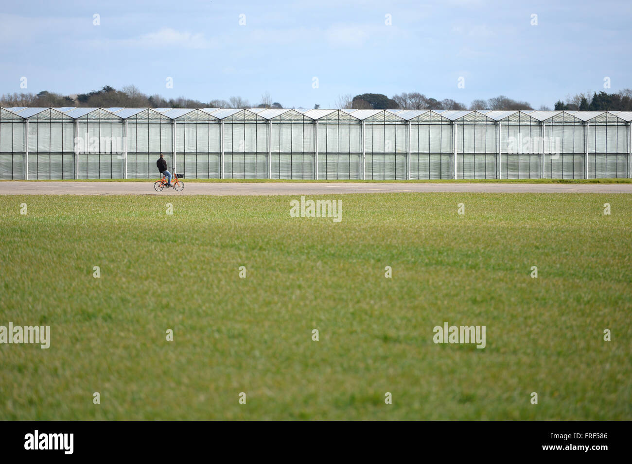 Tangmere Airfield nursery, One of Europe's largest pepper growing ...