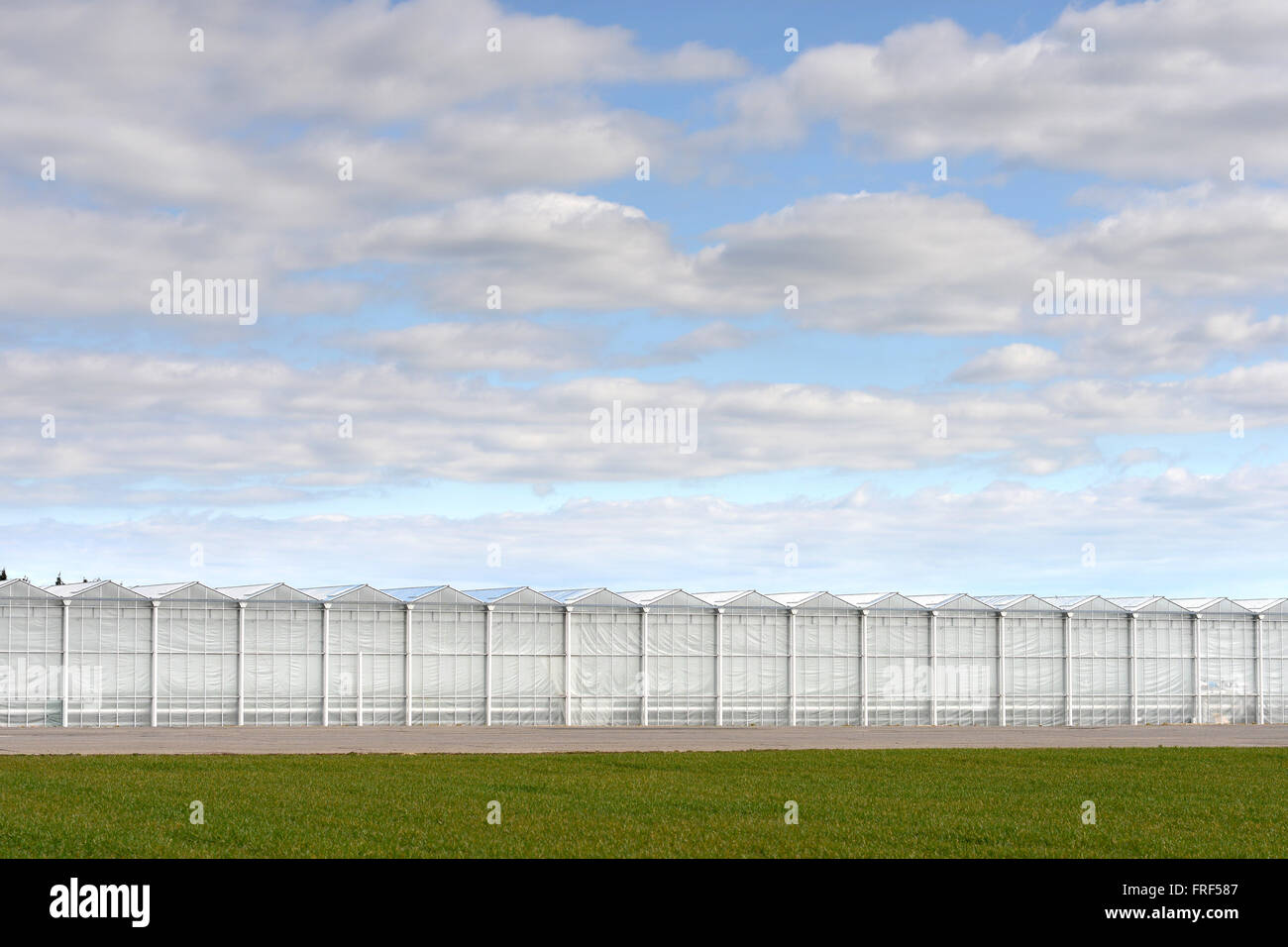 Tangmere Airfield nursery, One of Europe's largest pepper growing ...