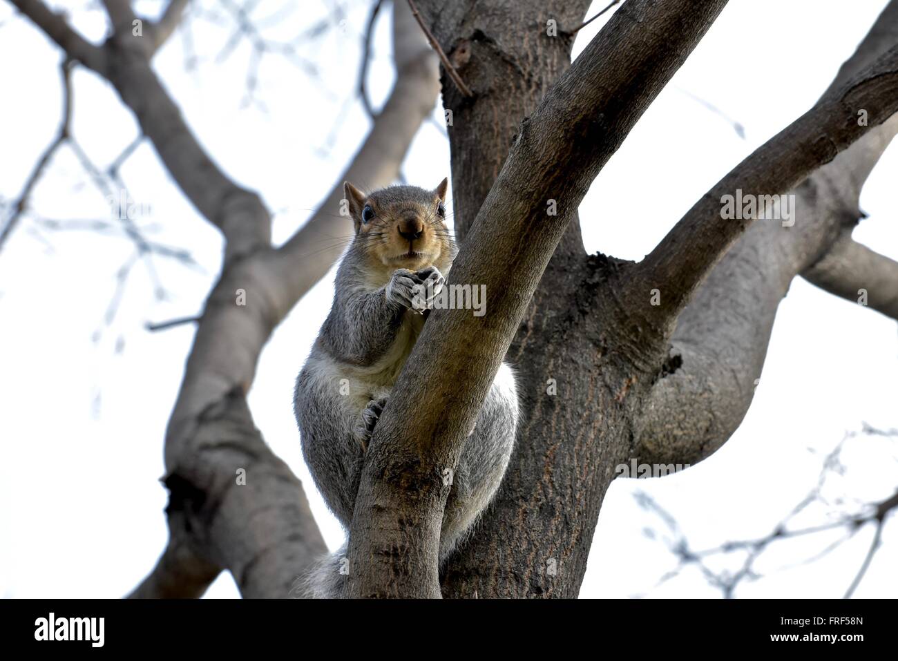 Squirrel in a tree Stock Photo - Alamy
