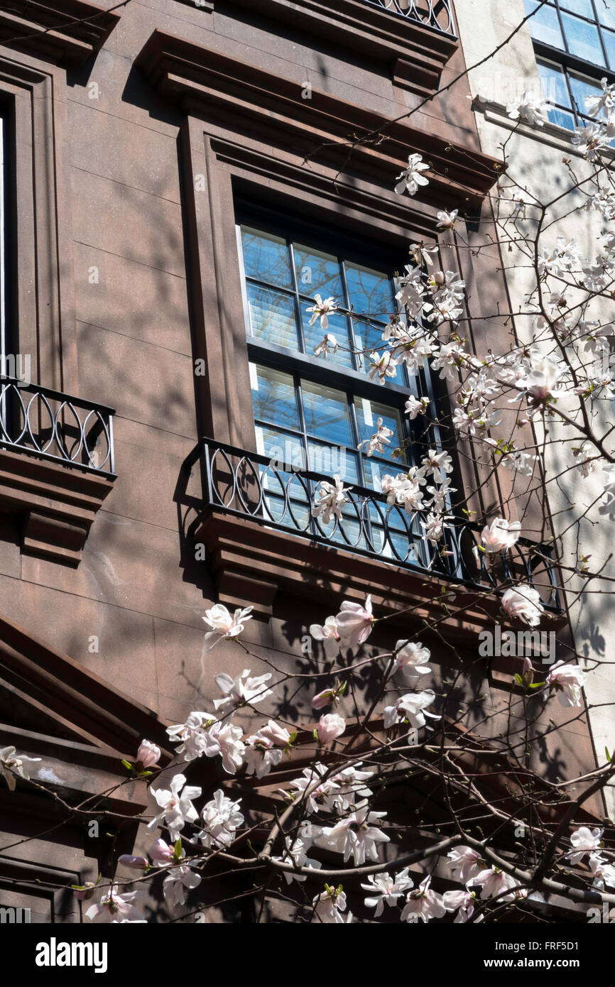 Spring Flowers in Front of Brownstone Window, Manhattan, NYC, USA Stock ...