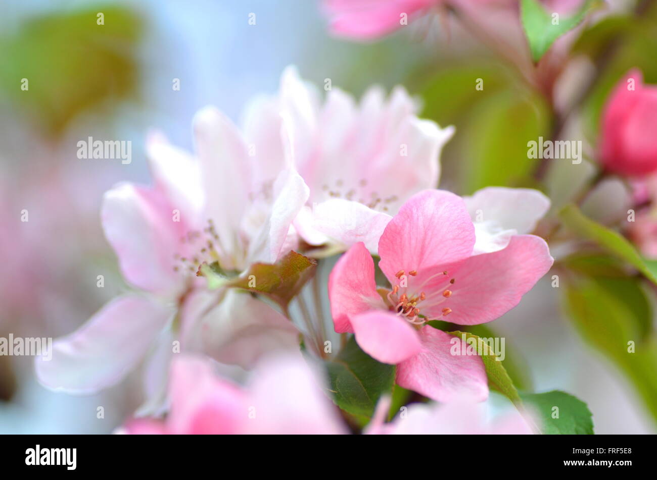 closeup of delicate fresh apple tree flowers Stock Photo - Alamy