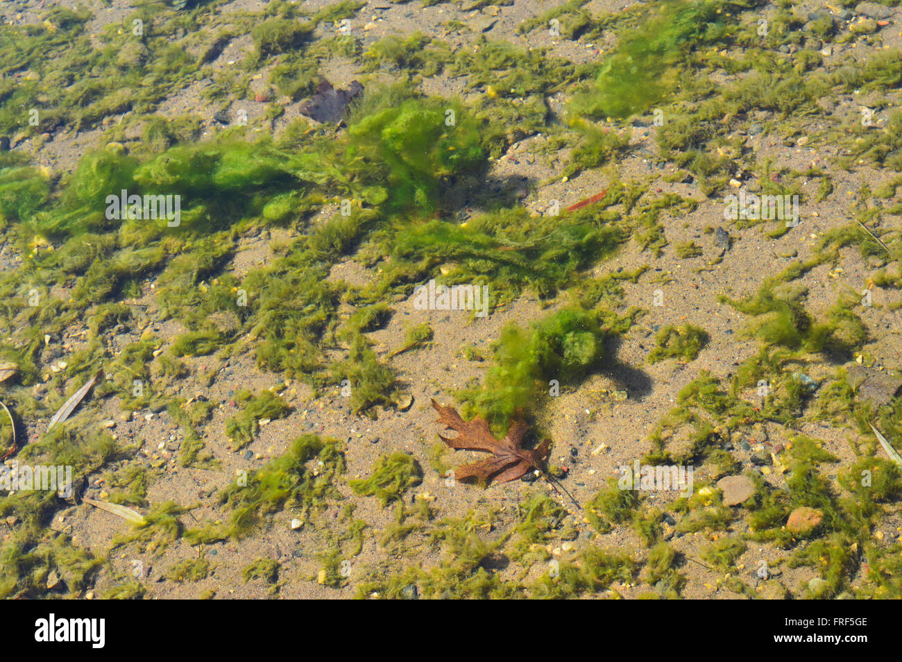 Shoreline lake water hi-res stock photography and images - Alamy