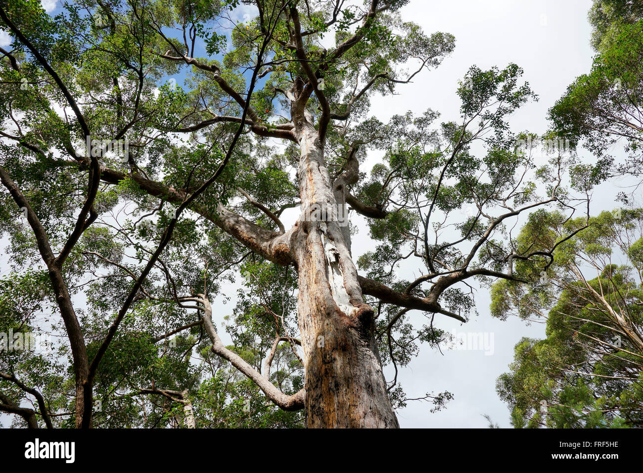 Red Tingle Trees Australia Tall Trees in the valley of the giants. Near ...