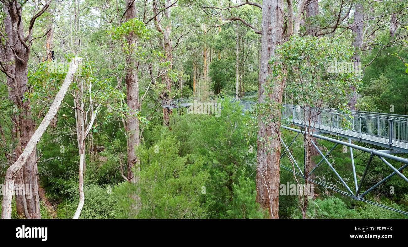 Red Tingle Trees Australia Tall Trees in the valley of the giants. Near ...