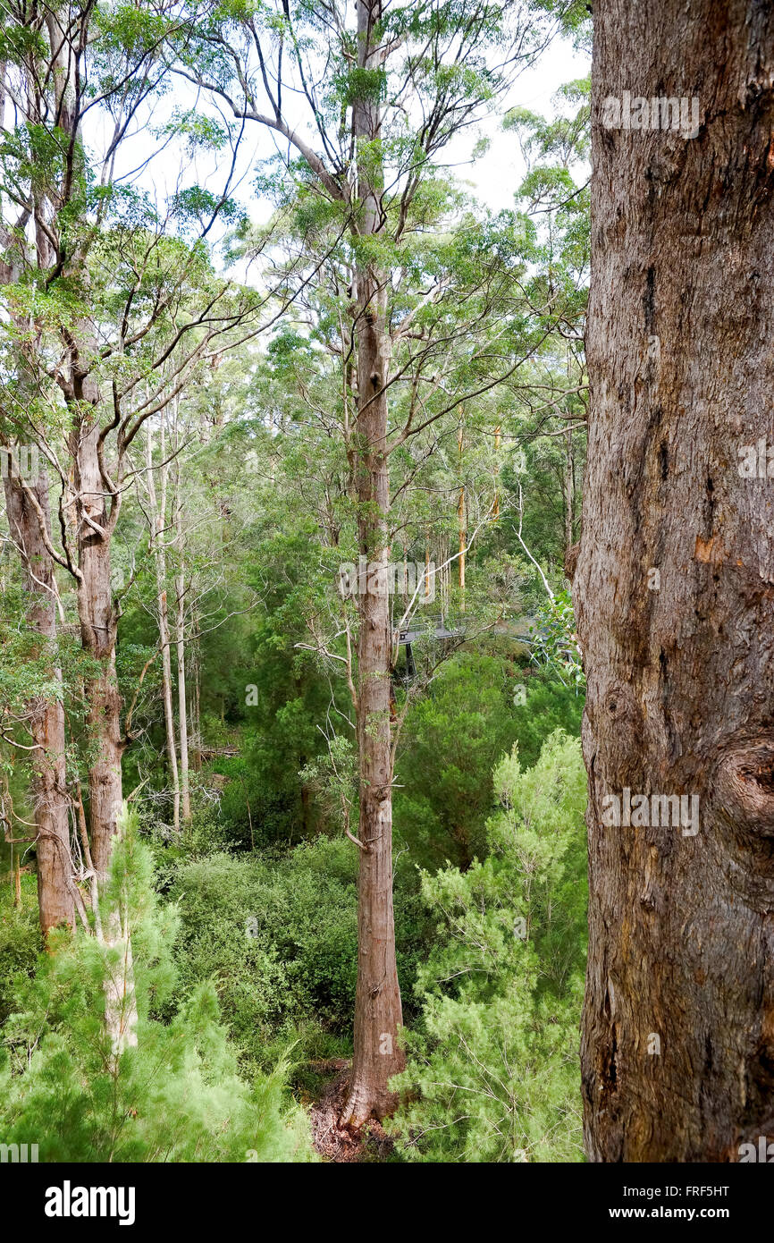 Red Tingle Trees Australia Tall Trees in the valley of the giants. Near ...