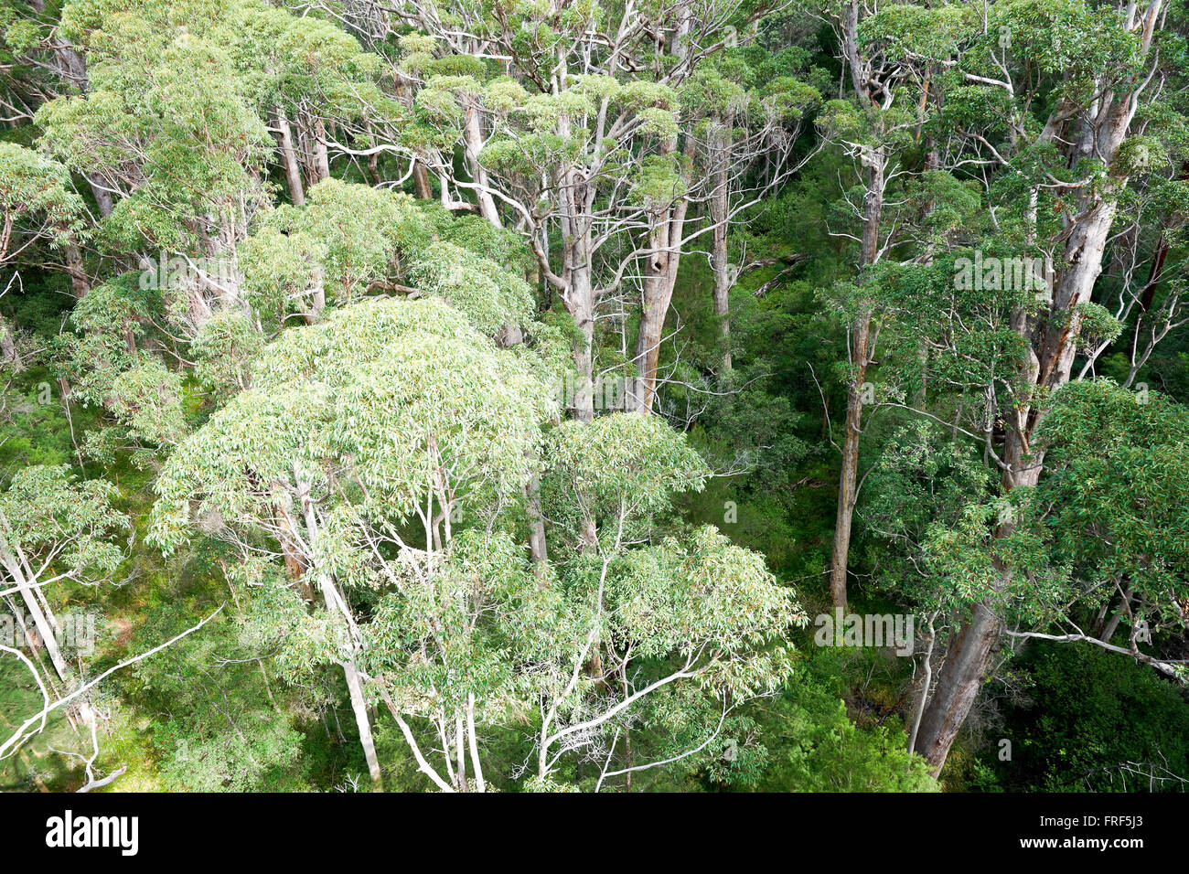 Red Tingle Trees Australia Tall Trees in the valley of the giants. Near ...