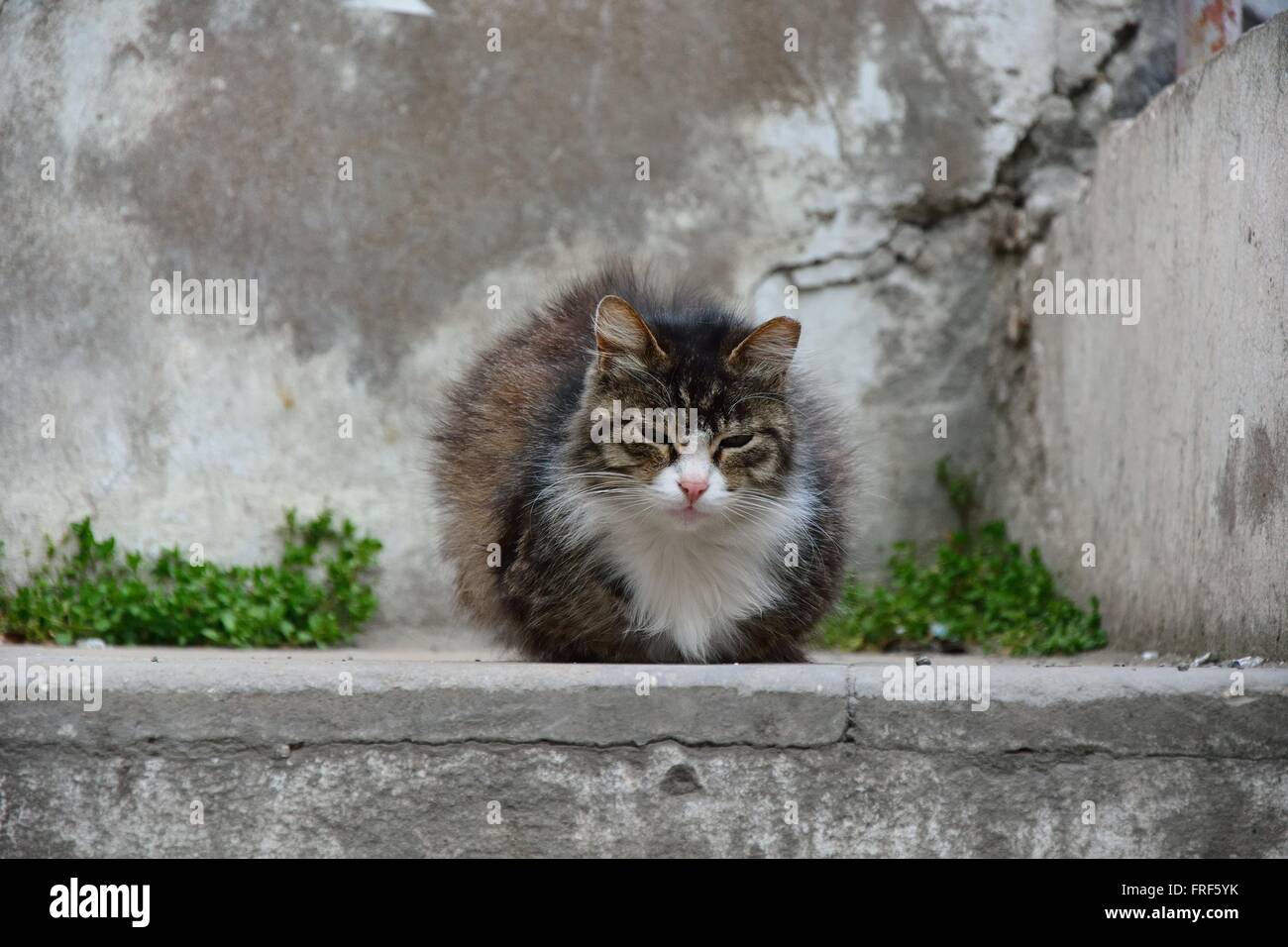 White and brown stray cat sitting on a wall in Baku, capital of ...