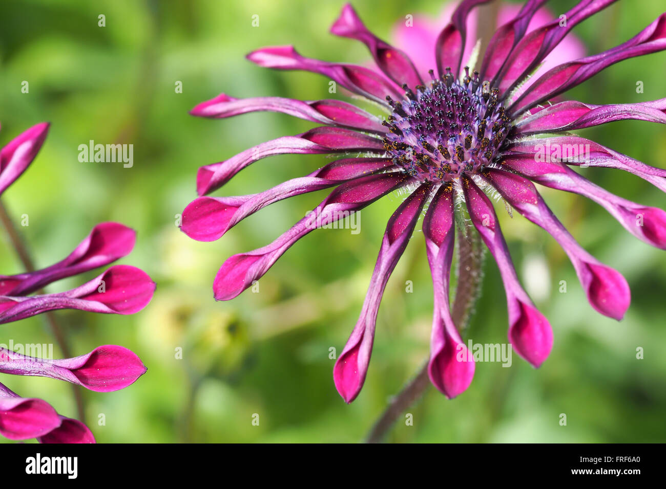 Spider Daisy Flowers Stock Photo - Alamy
