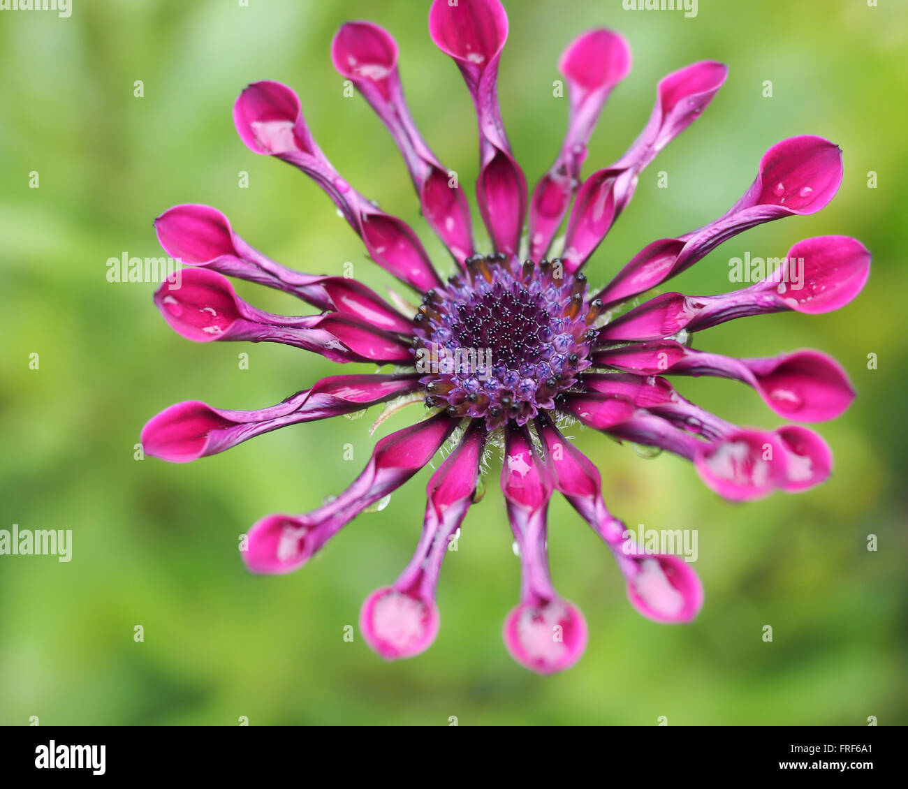 Daisy stamens hi-res stock photography and images - Alamy