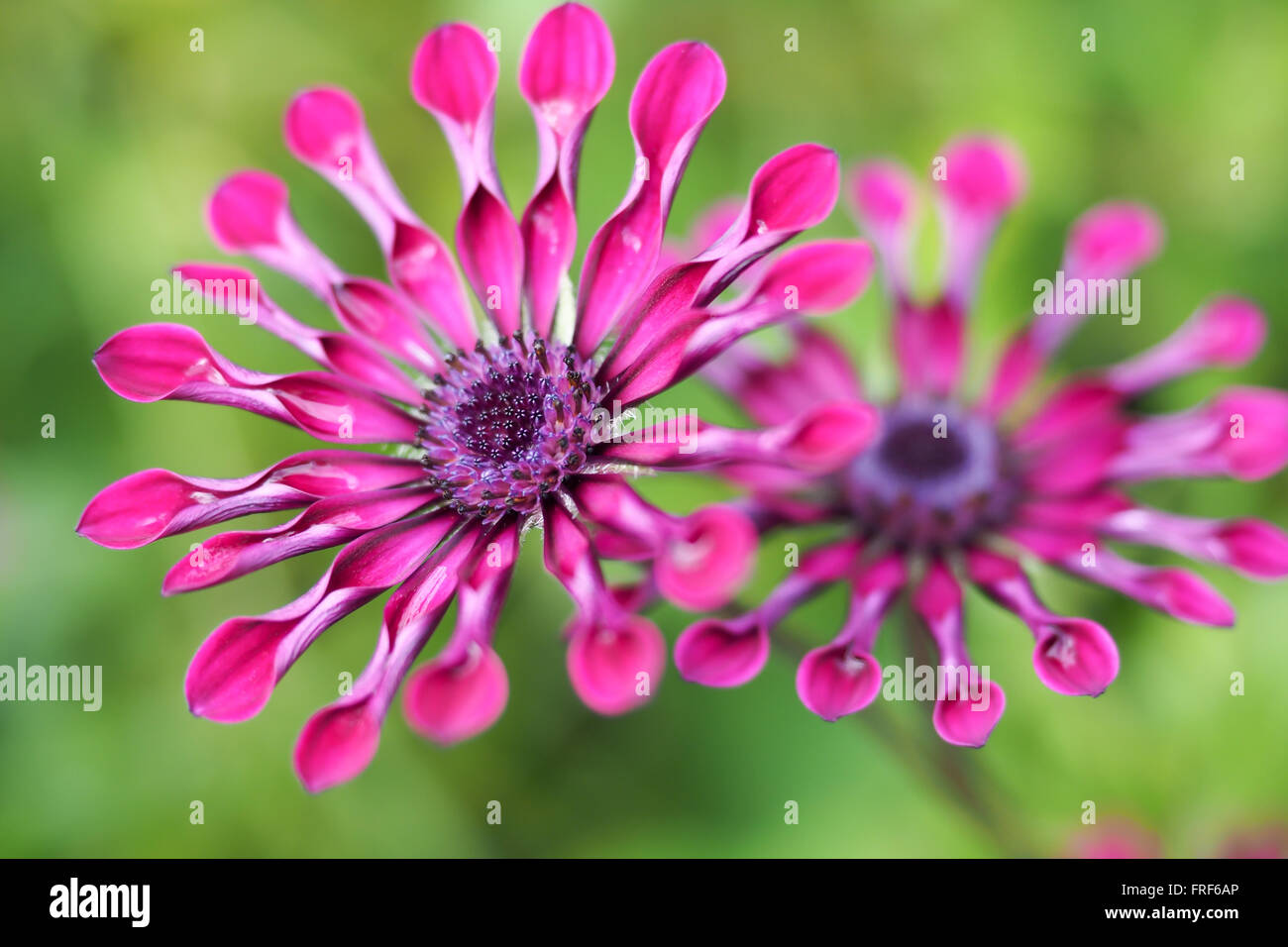 Spider Daisy Flowers Purple Stock Photo - Alamy