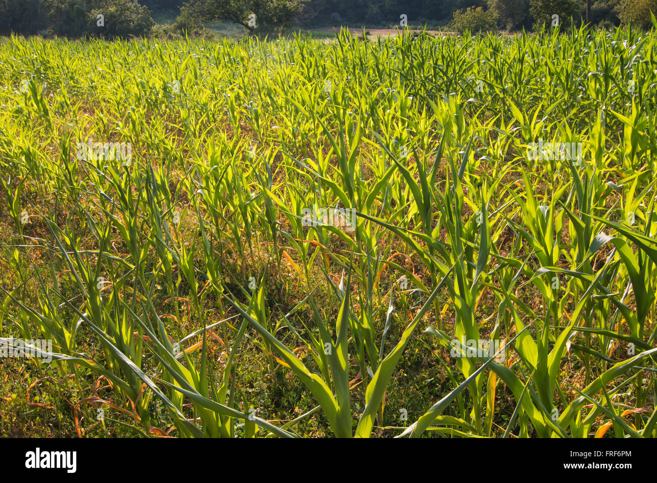 young corn plants in a organic cultivated field wrapped in the warm ...