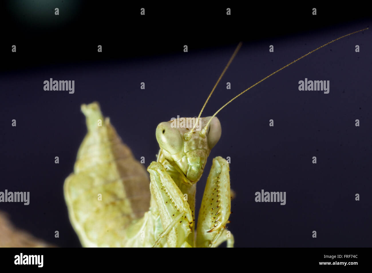 Praying mantis insect macro hi-res stock photography and images - Alamy