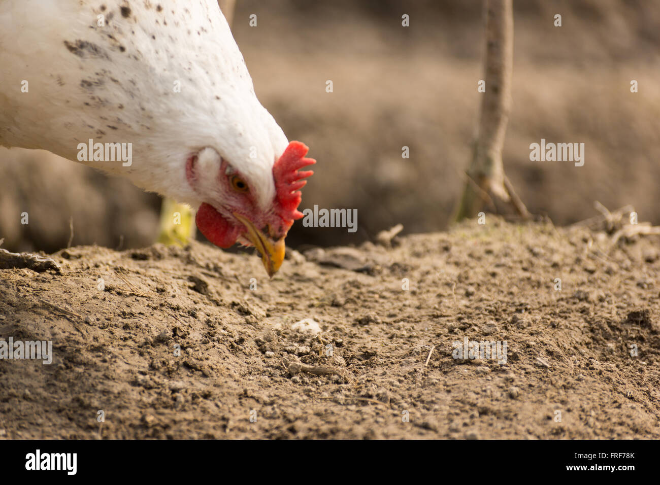 Chick, chicken, rooster poultry concept. High resolution image Stock ...