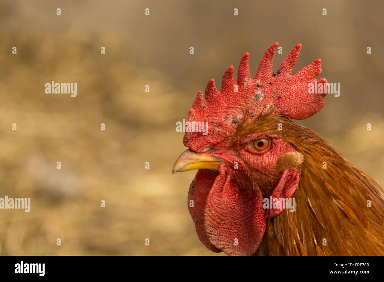 Chick, chicken, rooster poultry concept. High resolution image Stock ...