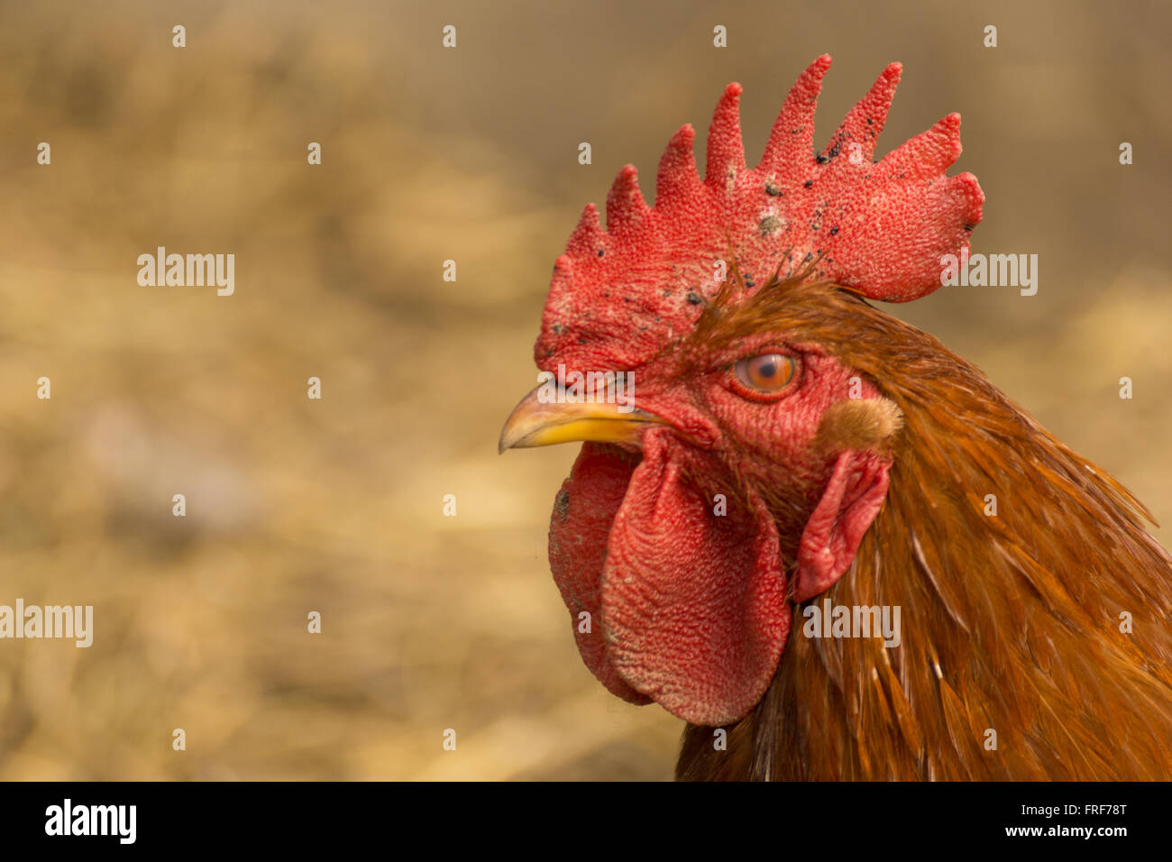 Chick, chicken, rooster poultry concept. High resolution image Stock ...