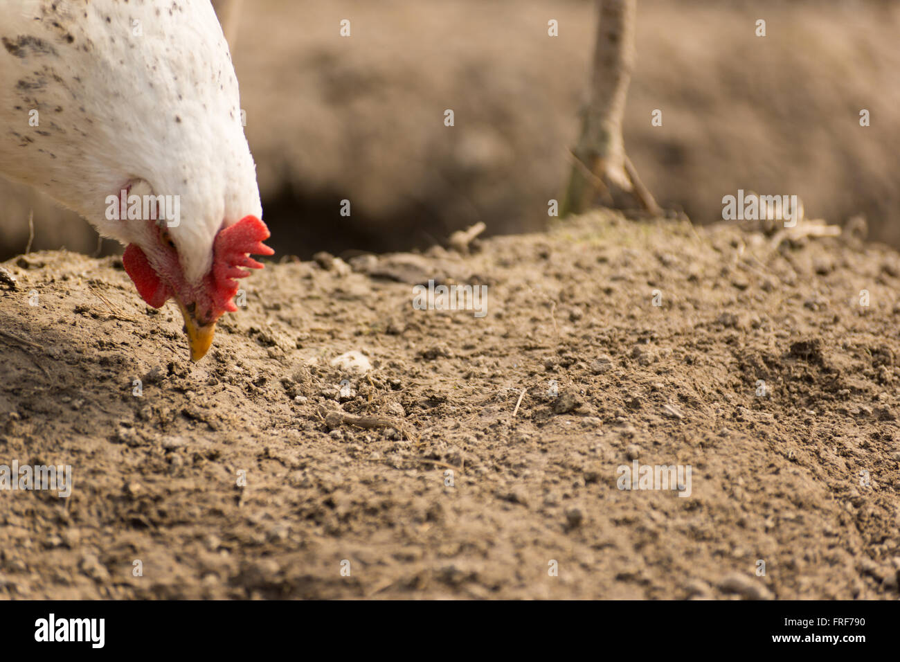 Chick, chicken, rooster poultry concept. High resolution image Stock ...