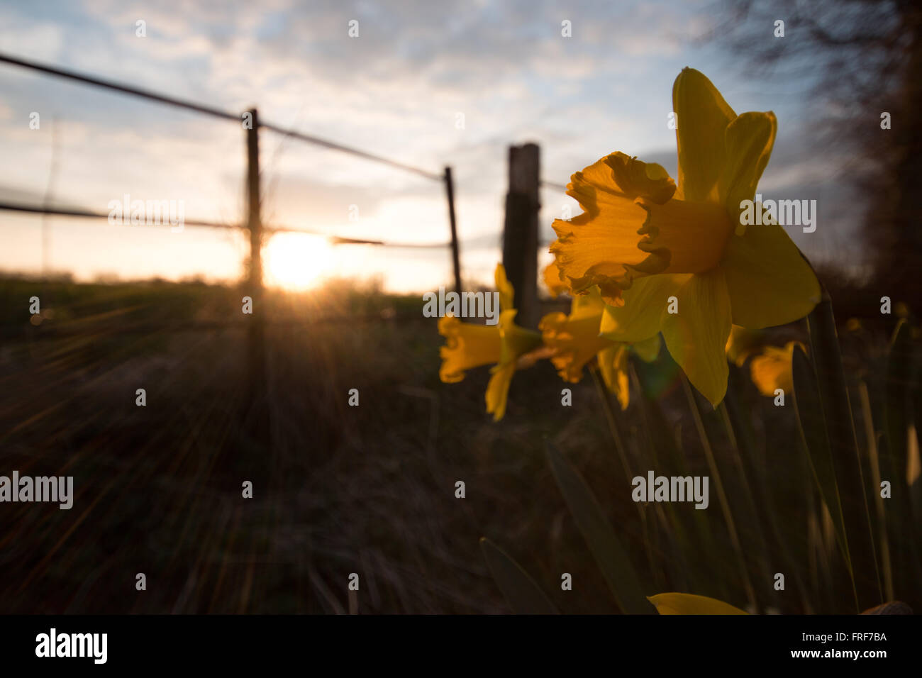 Fence daffodils hi-res stock photography and images - Alamy