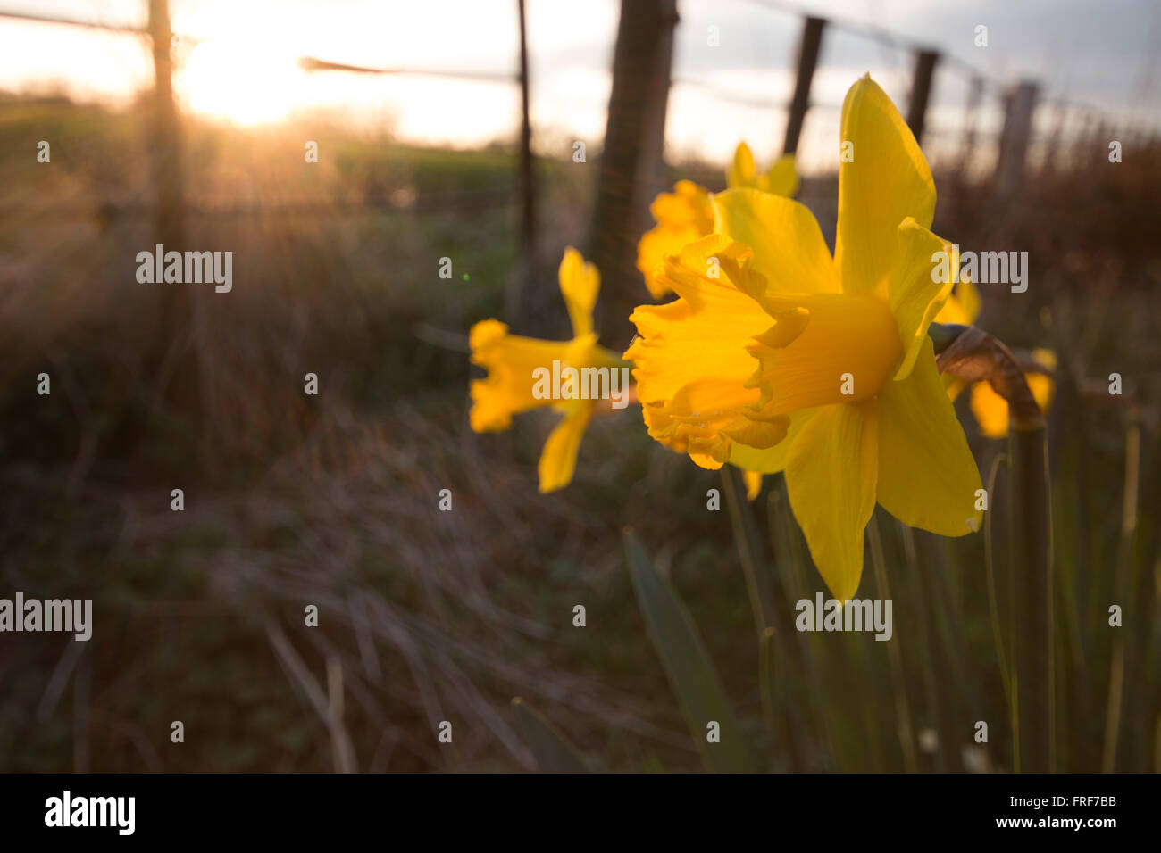 Daffodils in the sunshine Stock Photo - Alamy