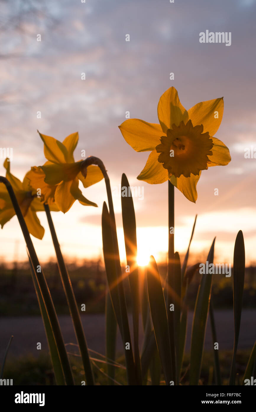 Daffs hi-res stock photography and images - Alamy