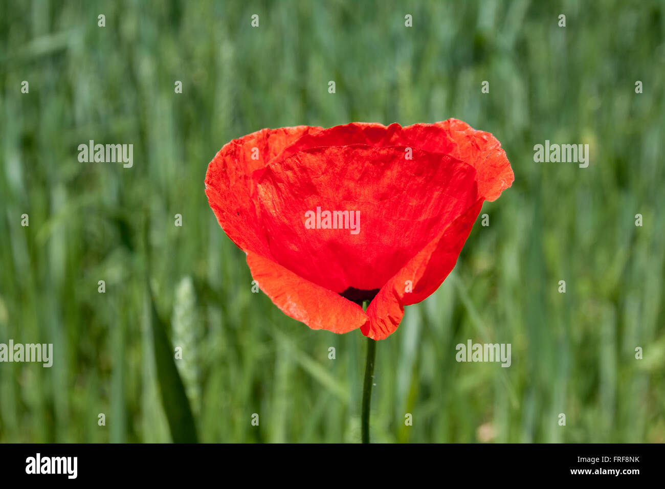 single red seed over green plants at the background Stock Photo - Alamy