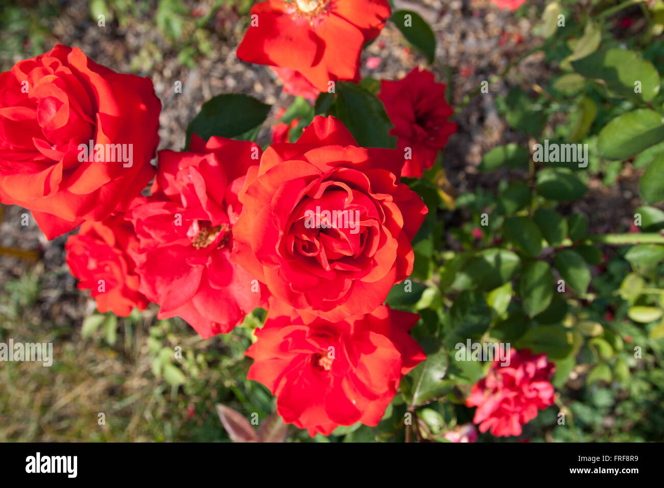 photo of red roses flowers during summer season Stock Photo - Alamy
