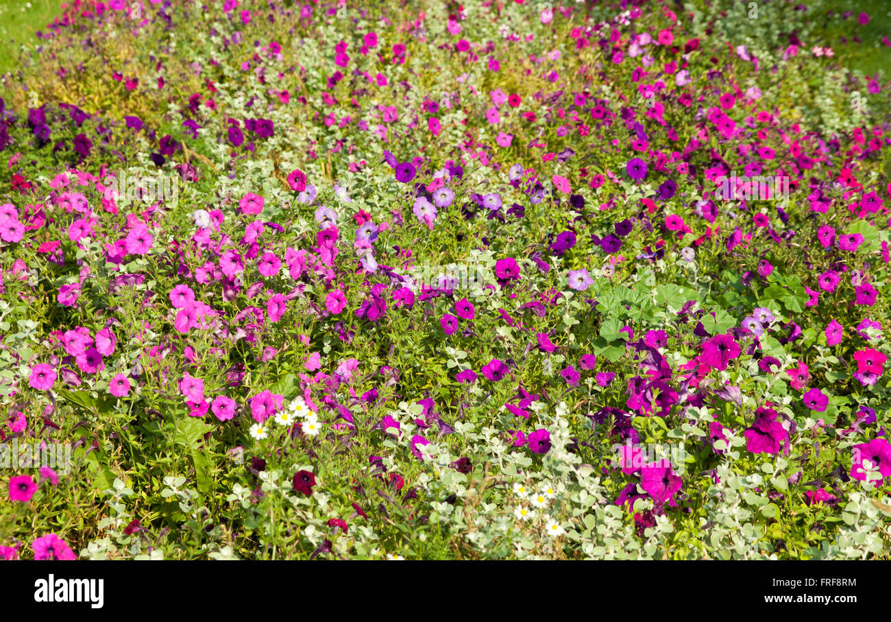 photo of some purple flowers during summer season Stock Photo - Alamy