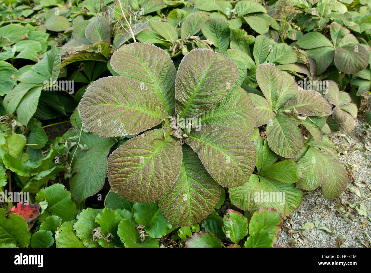 Rodgersia aesculifolia hi-res stock photography and images - Alamy