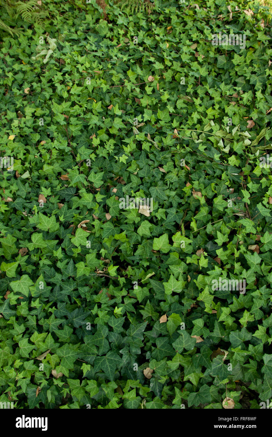 photo of ivy called hedera helix during summer season Stock Photo - Alamy