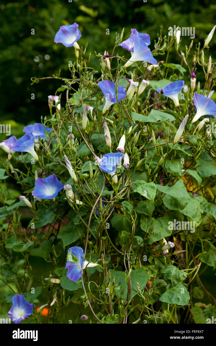 photo of some blue flowers during summer season Stock Photo - Alamy