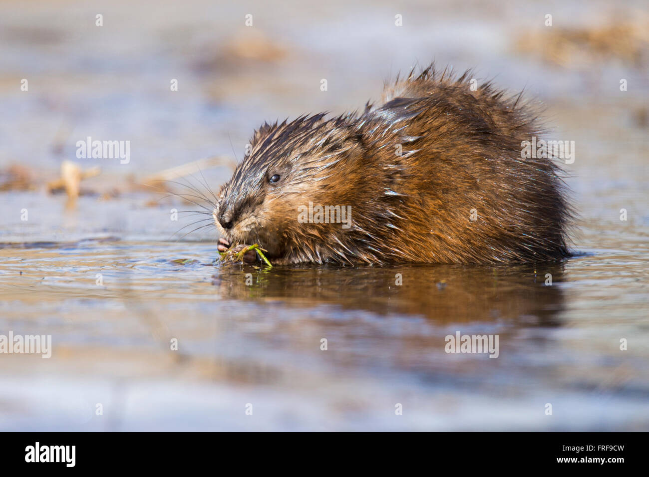 Muskrat (Ondatra zibethica) in spring Stock Photo - Alamy