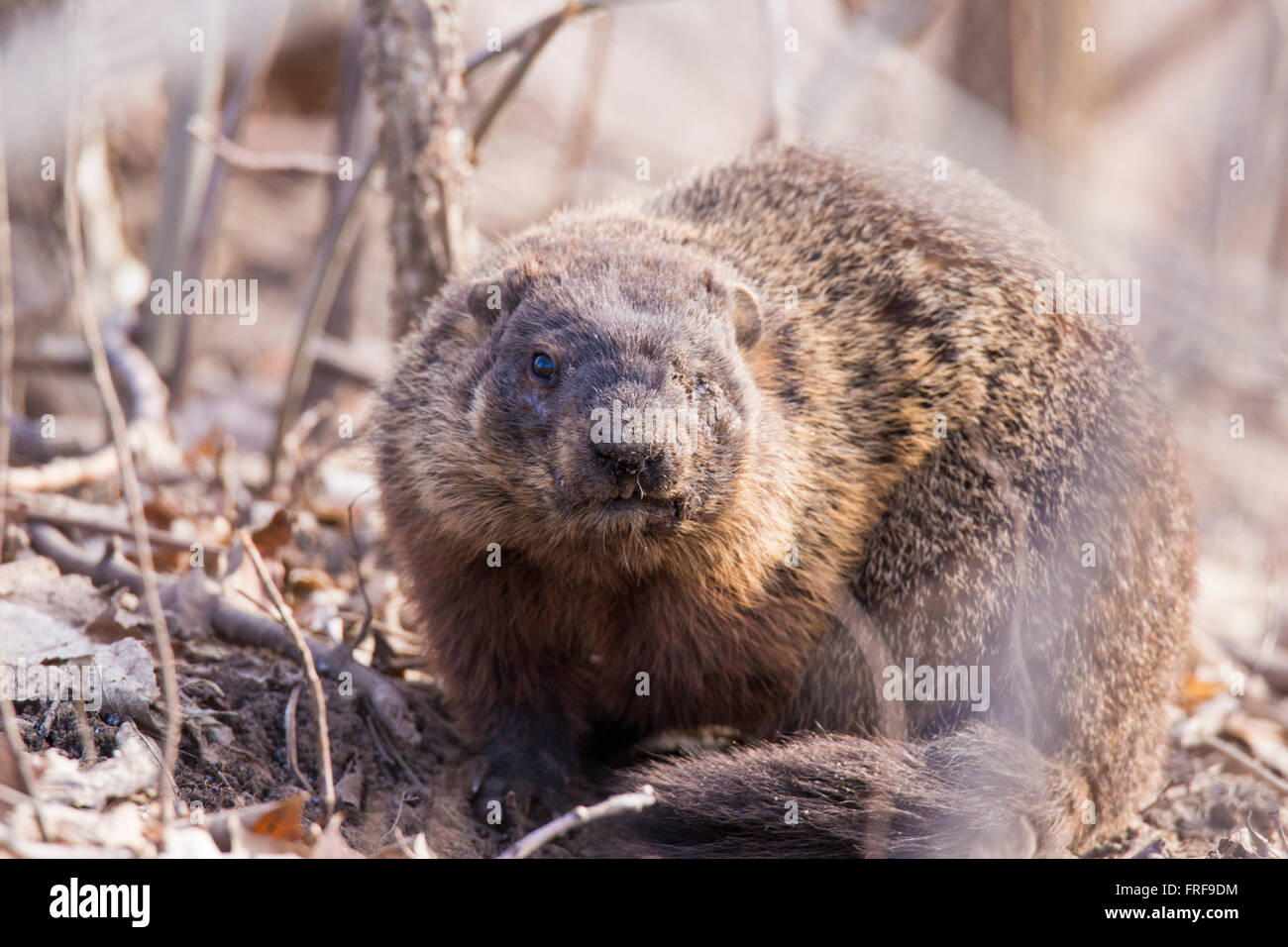 One eye Groundhog (Marmota monax) also known as a woodchuck or whistle ...