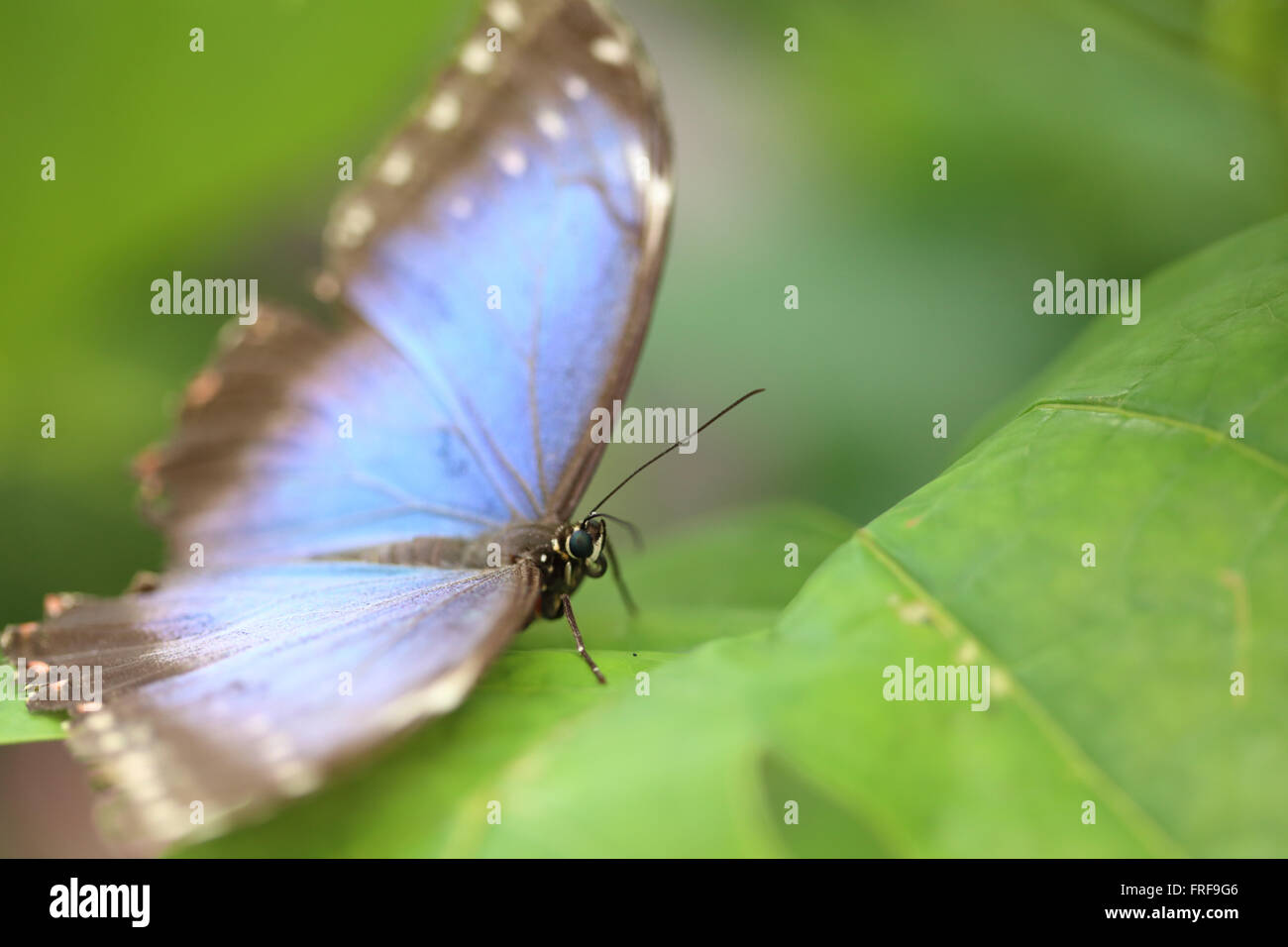 Blue Morpho Butterfly Stock Photo - Alamy