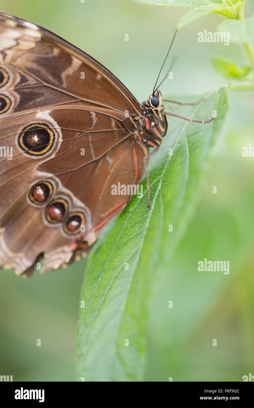Morpho Butterfly High Resolution Stock Photography and Images - Alamy