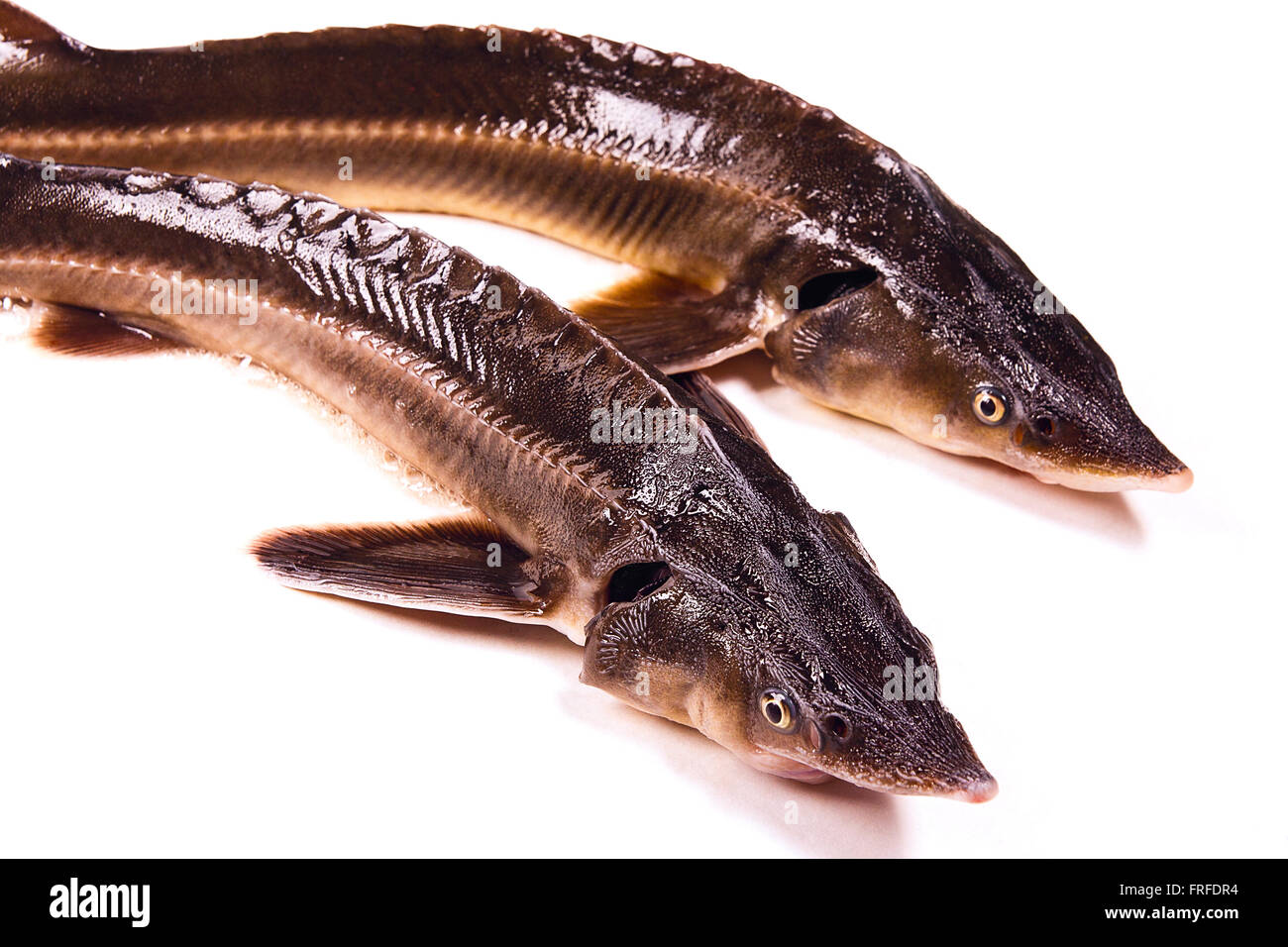 Close up view of the fresh small sturgeon fish isolated on white ...