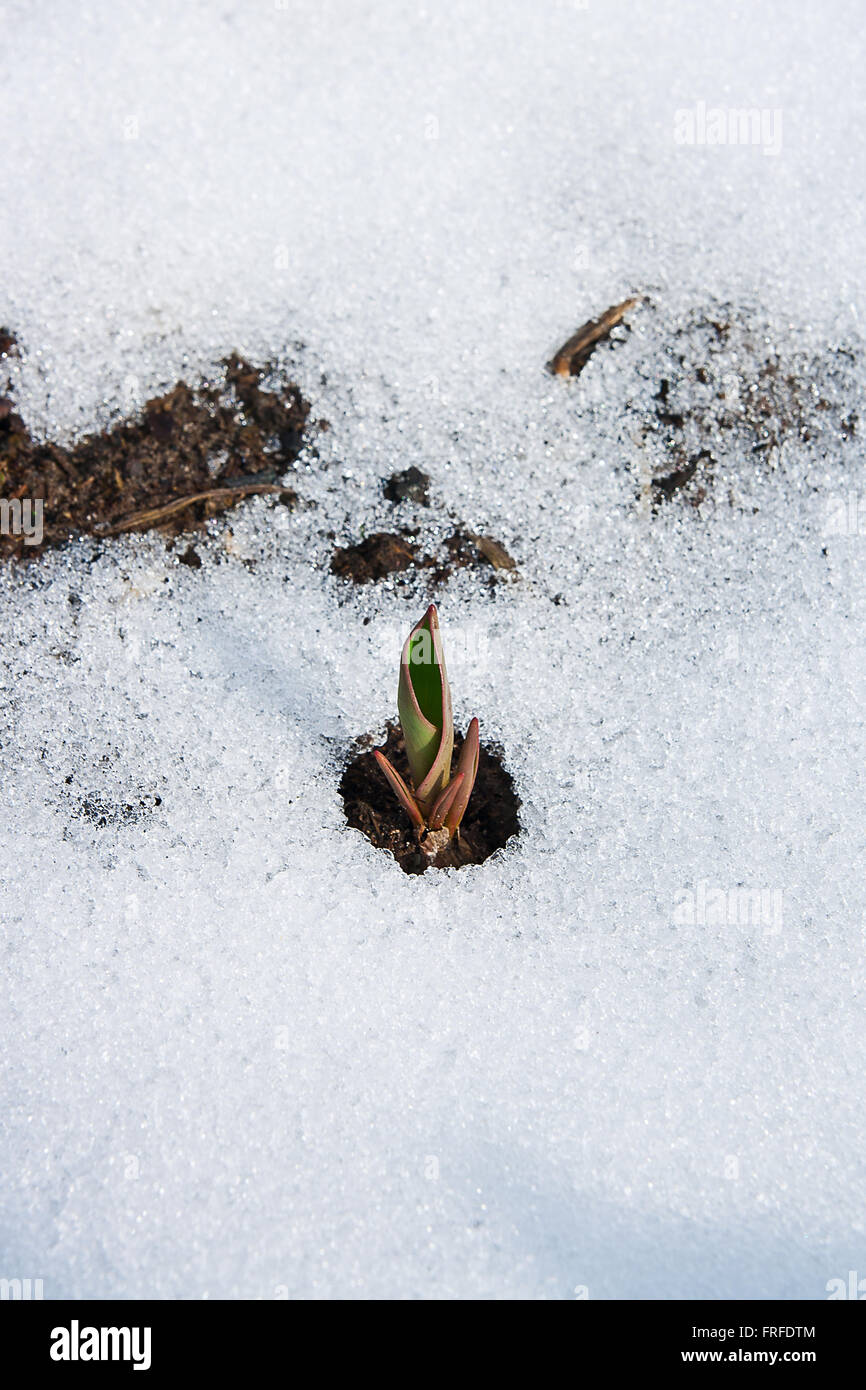Early spring plants. Small tulip flower coming out from snow at spring ...