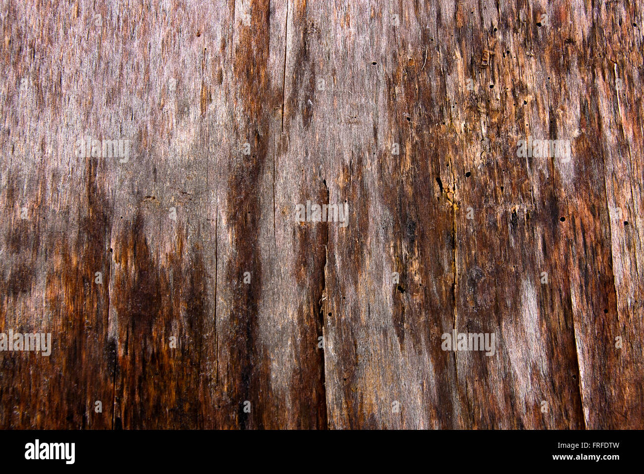Green moss and mold growing on the old tree. Wood textured background ...