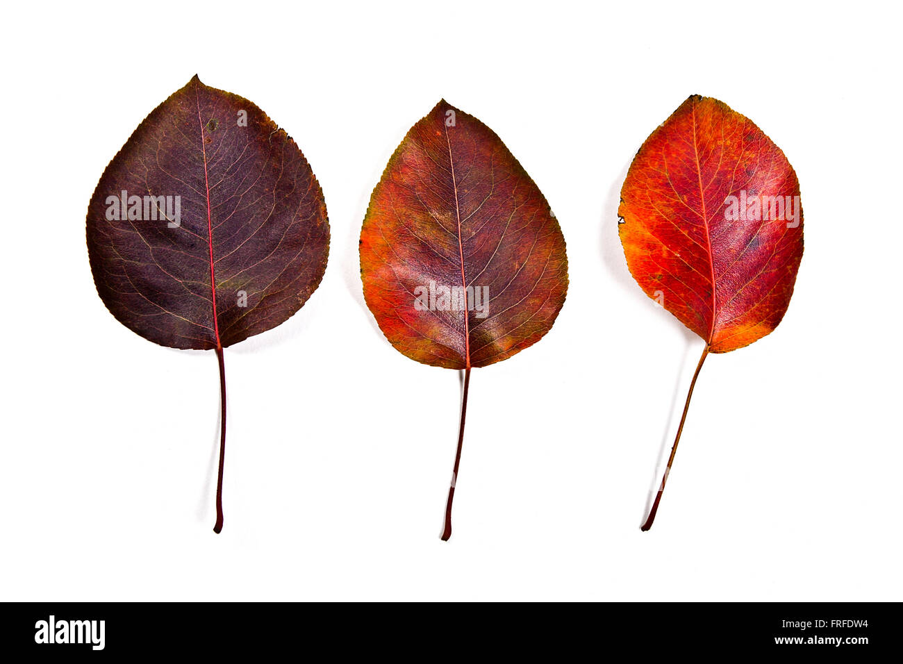 Autumn leaves of pear tree isolated on white background. With clipping ...