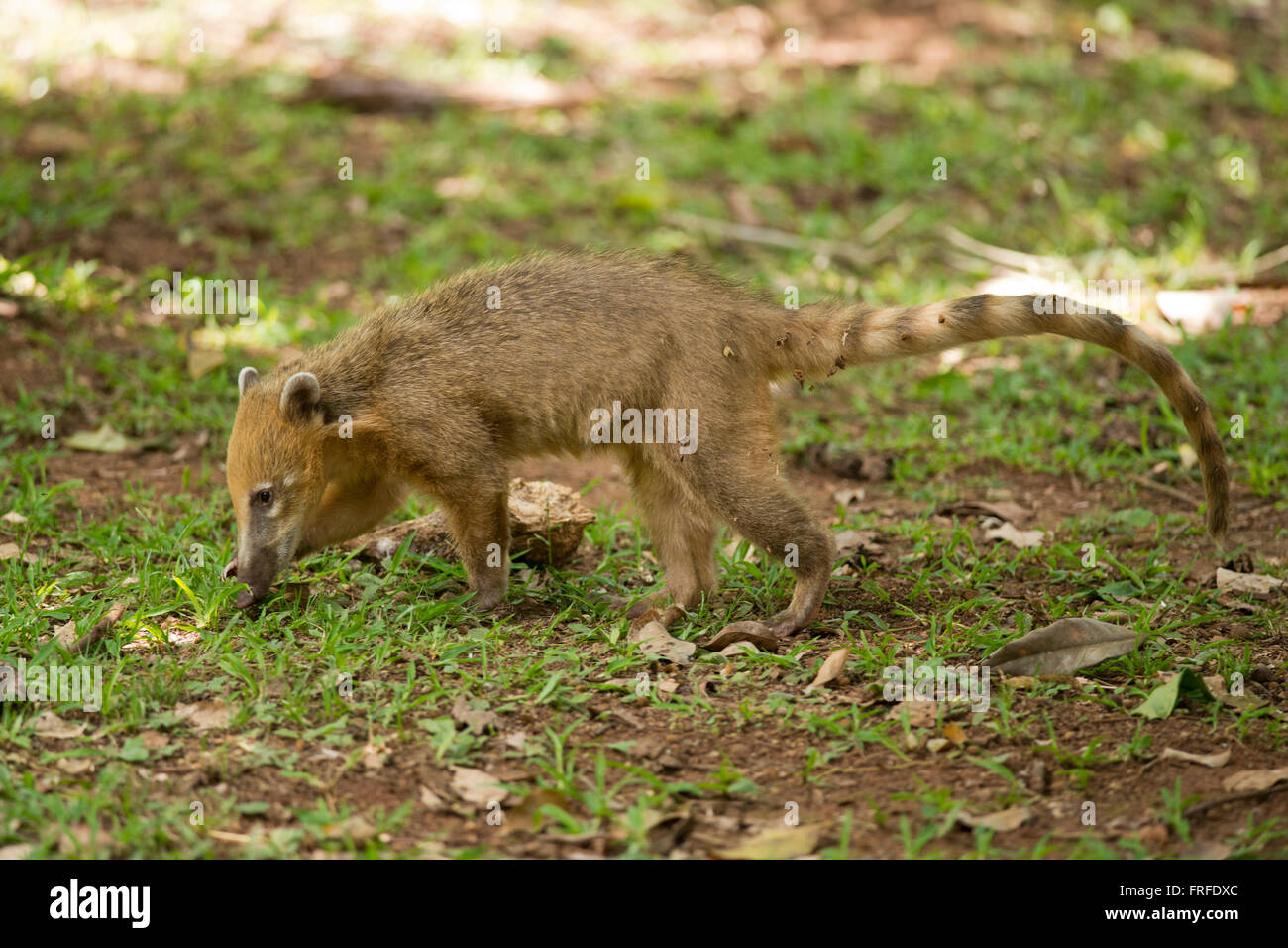 A coati, with its long nose, in Iguazu National Park between Argentina ...