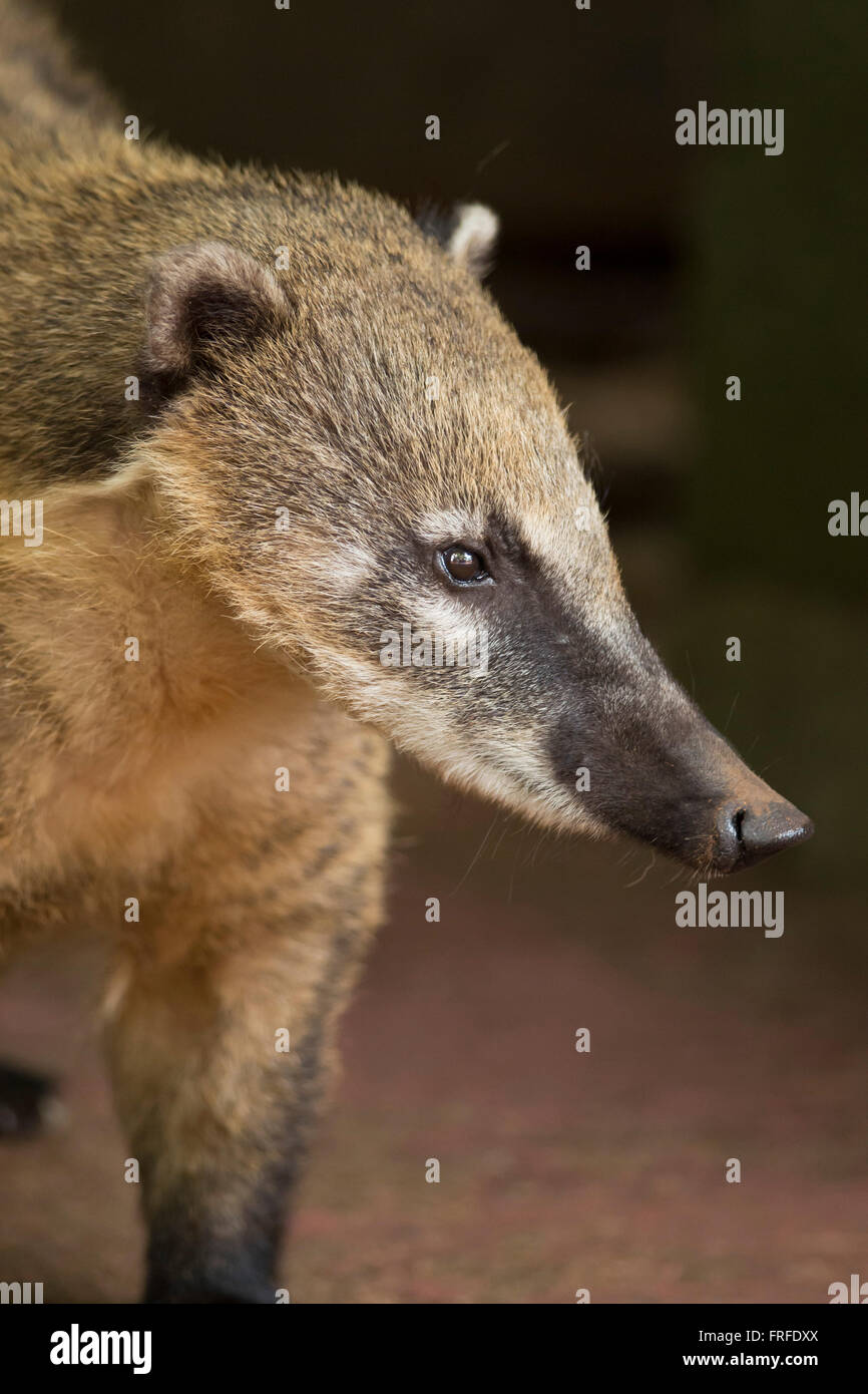 the snout of a coati, with its long nose, in Iguazu National Park ...