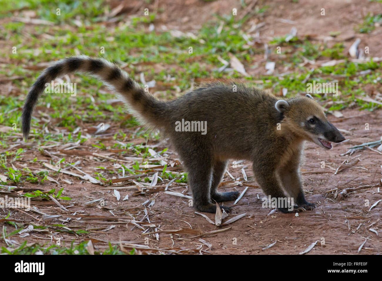 Coati Iguazu High Resolution Stock Photography and Images - Alamy