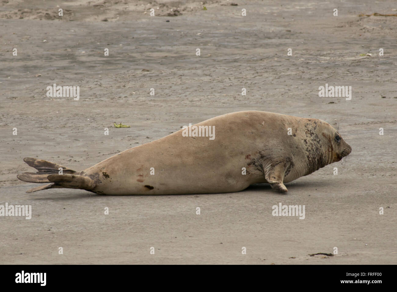 Sea elephant hi-res stock photography and images - Alamy
