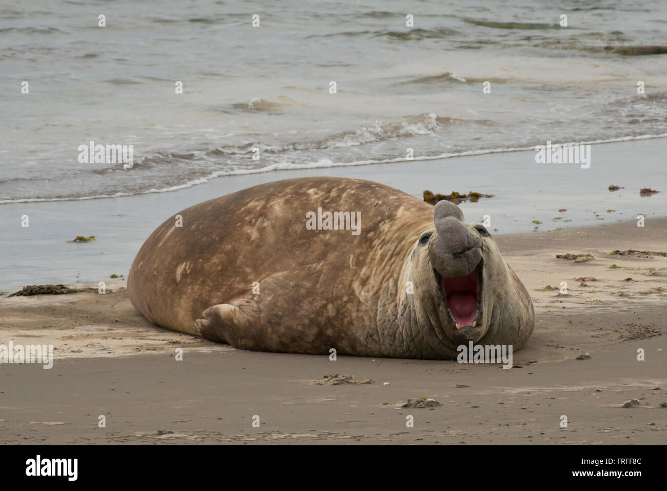 Sea elephant hi-res stock photography and images - Alamy