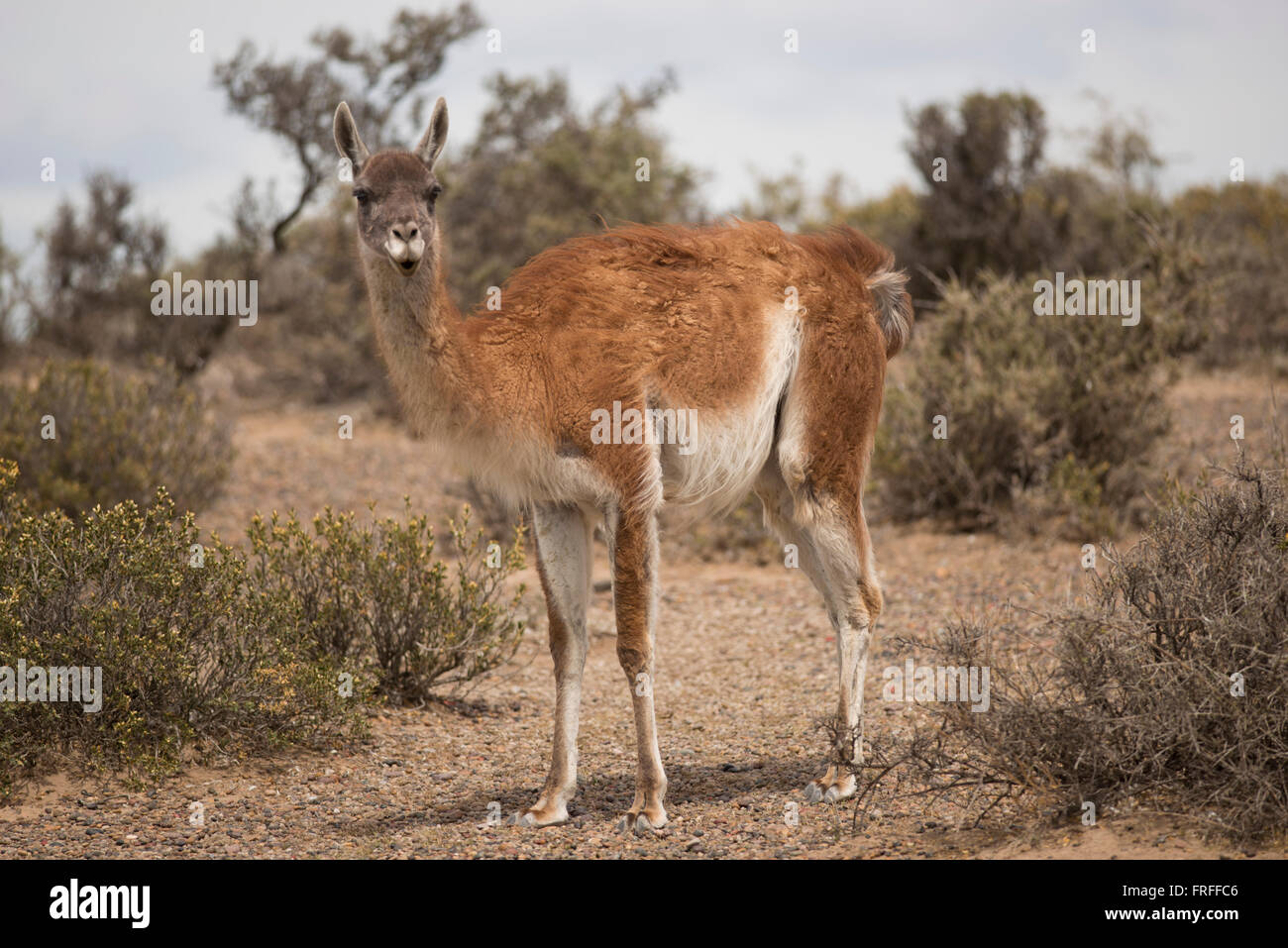 Munching animal hi-res stock photography and images - Alamy