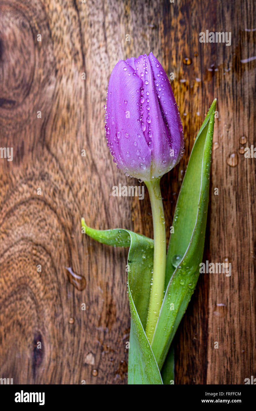 Violet tulip hi-res stock photography and images - Alamy