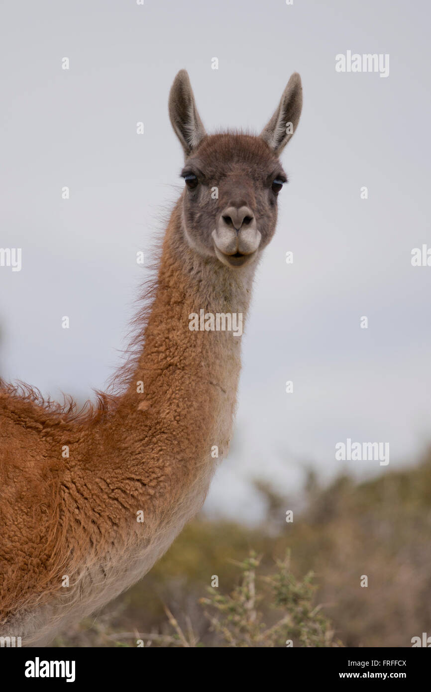portrait of a young guanaco in punta tombo Stock Photo - Alamy