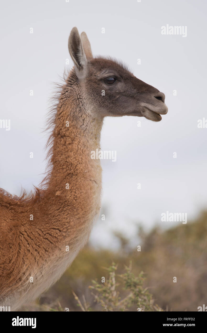 portrait of a young guanaco in punta tombo Stock Photo - Alamy