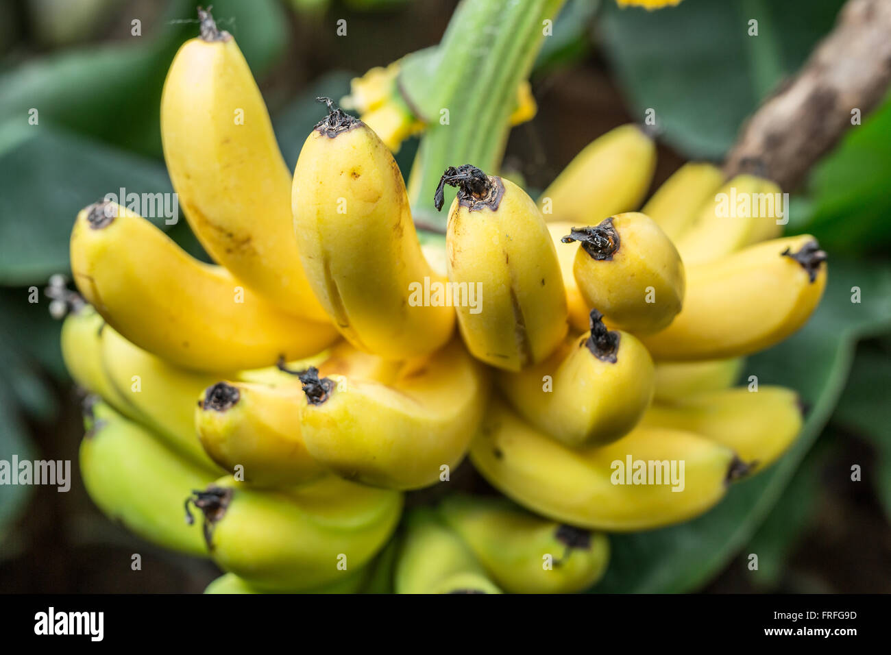 Bunch of bananas hi-res stock photography and images - Alamy