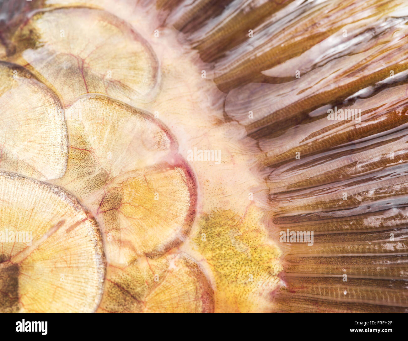 Fish scale texture hi-res stock photography and images - Alamy
