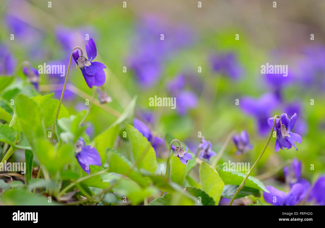 purple violet flowers in nature Stock Photo - Alamy