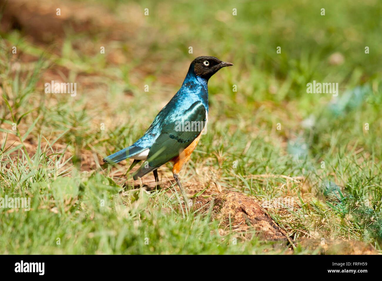 Superb starling africa hi-res stock photography and images - Alamy